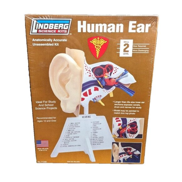Lindberg | Toys | Lindberg Science Kit Human Ear Model Anatomically ...